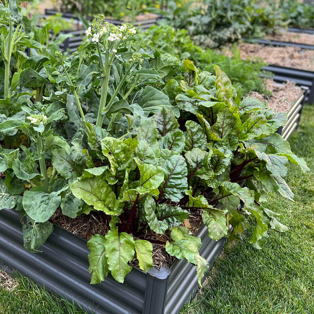 Your Winter Planting Guide | Tumbleweed